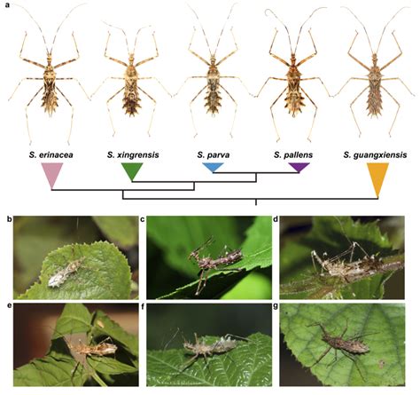 Specimen Photos Previously Inferred Phylogenetic Relationships A Download Scientific
