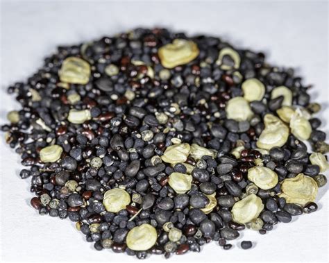 Cactus Seed Mix Ndg Botanicals