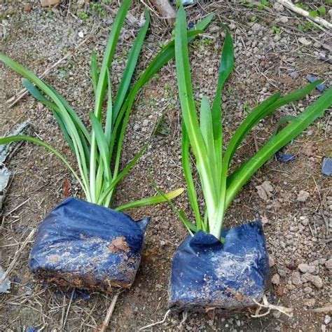 百子莲苗 最新百子莲盆栽苗 图片 花期 蓝色紫色 花境植物基地 绿宝园林网