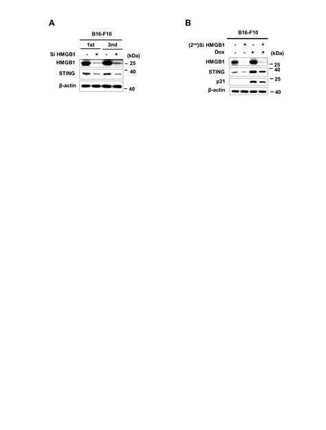 Hmgb1 Orchestrates Sting Mediated Senescence Via Trim30α Modulation In Cancer Cells Abstract