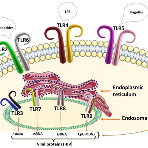 Representation Of The Human Toll Like Receptors On The Cell Membrane Download Scientific