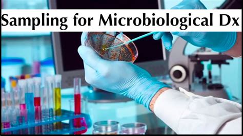 Microbiology 1st Practical Tuotorial Sampling For Microbiological Diagnosis By Asm Minds Youtube
