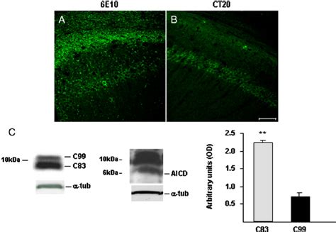 Analysis Of App And App Derived Ctfs In Hippocampus From Transgenic Download Scientific Diagram