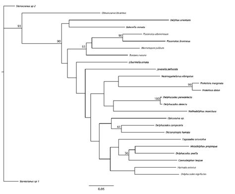 The Maximum Likelihood Ml Tree Likelihood 50833644 Showing The