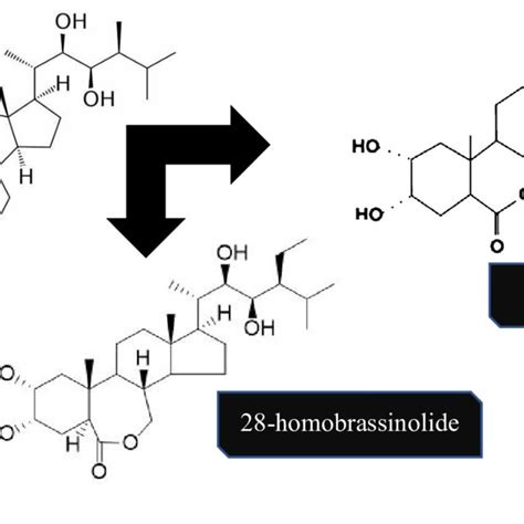 Chemical Structure Of Two Of The Most Common Brassinosteroids