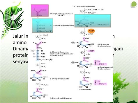 Ppt Biosintesis Asam Amino Aromatik Powerpoint Presentation Free