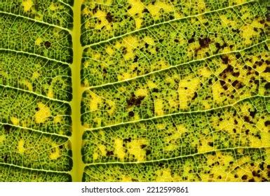Close Rust Fungal Disease Caused By Stock Photo Shutterstock