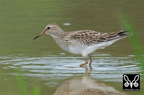 アメリカウズラシギ逗留中ホシムクドリムネアカタヒバリほか2022年10月21日野鳥情報一覧 沖縄本島八重山石垣島西表島竹富島