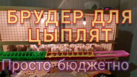 Брудер для бройлерных цыплят своими руками. Простая клетка для ...
