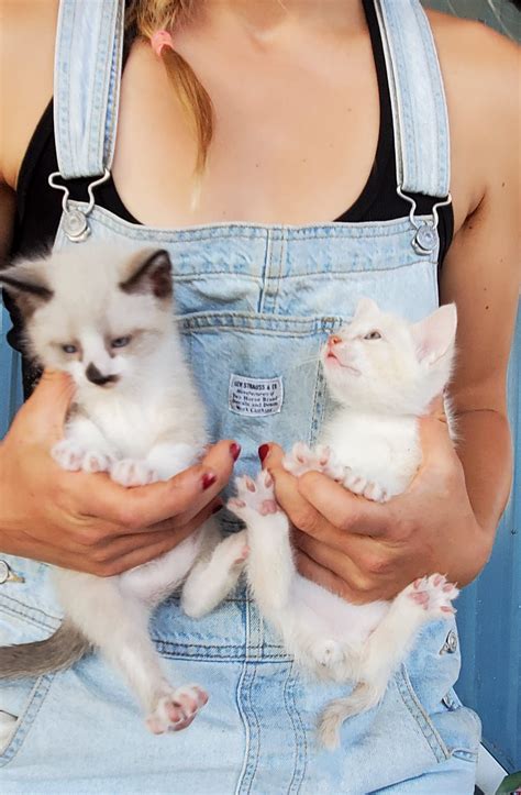 Fourchilliapples Chilliwack Bc