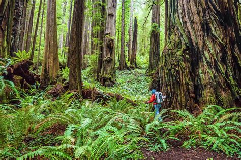 Redwood National And State Parks Will No Longer Let You Hike To