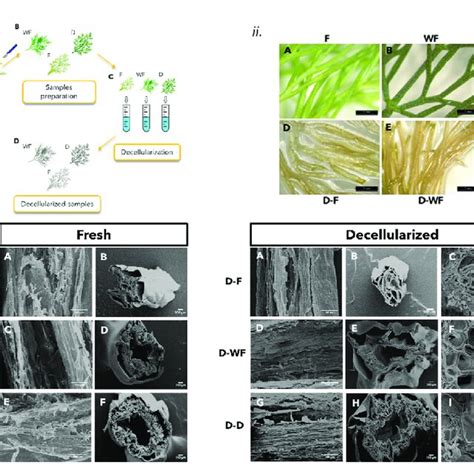 I Schematic Procedure For Obtaining Decellularized Leaves From Fresh Download Scientific