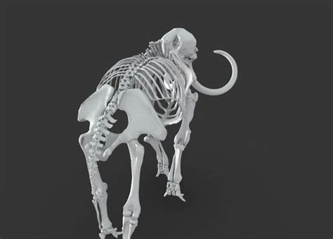 Mammuthus Primigenius Free 3d Model On