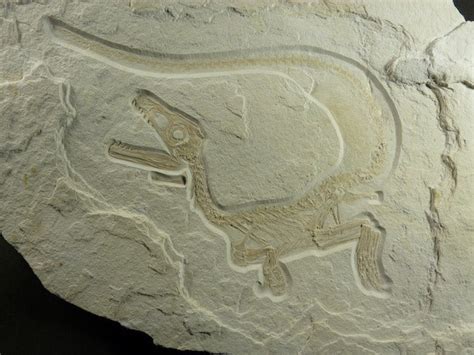 Spectacularly Preserved Fossil Suggests Most Dinosaurs Were Feathered