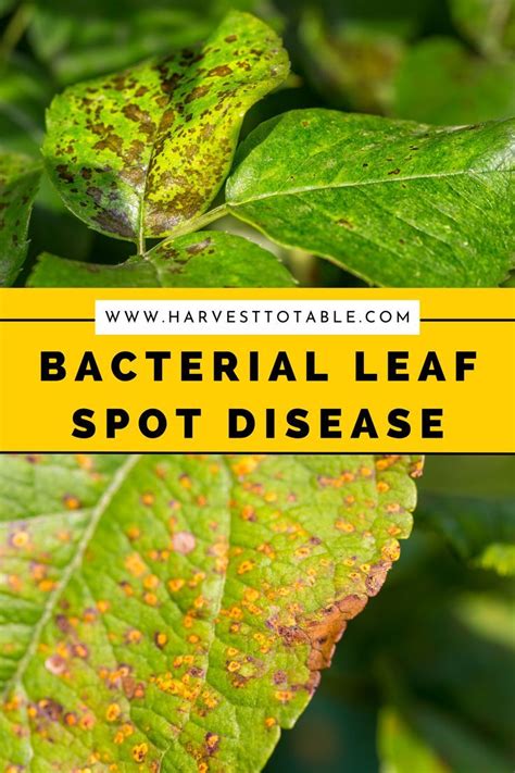 Bacterial Leaf Spot Disease On Tomato And Pepper Plants