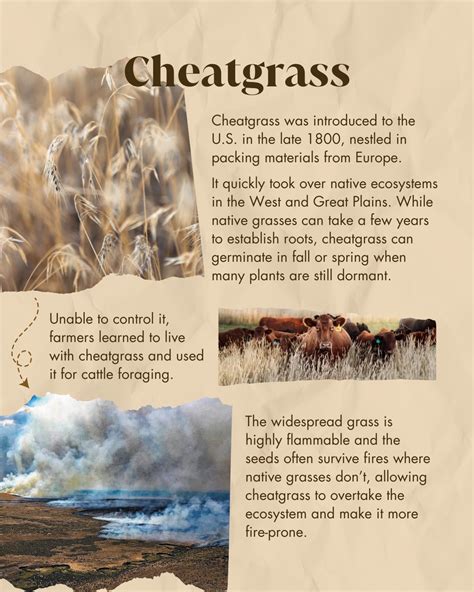 National National Association Of State Foresters