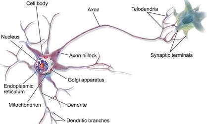 Differentiate Between Axon And Dendron