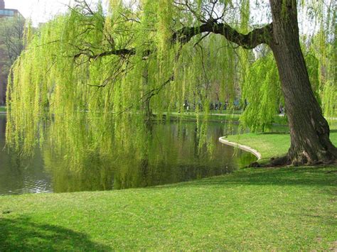 Willow Tree Wallpapers 4k Hd Willow Tree Backgrounds On Wallpaperbat