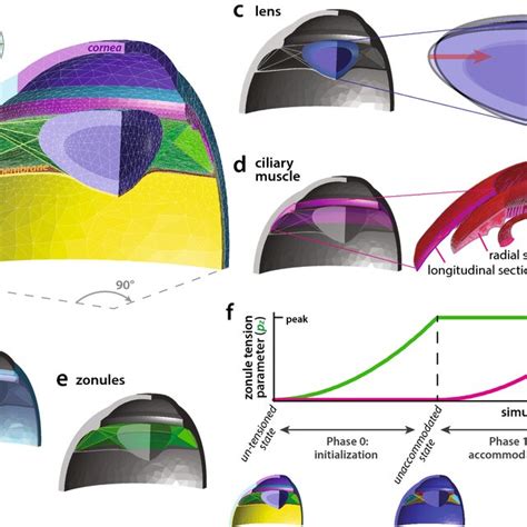 3d Finite Element Model Fem Of The Anterior Eye Based On Measurements Download Scientific