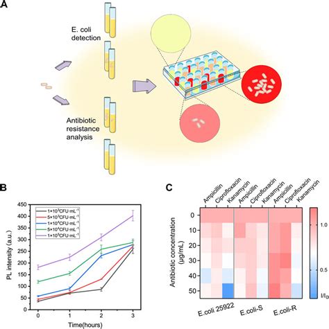 Frontiers An Enzyme Activatable Dual Readout Probe For Sensitive β Galactosidase Sensing And