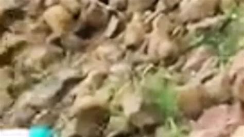 Kannada Indian Aunty Shows Ass Hole On Webcam Nice Expressions Xhamster