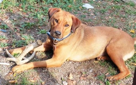 Rhodesian Ridgeback Lab Pit Mix Rhodesian Ridgeback X Labrador