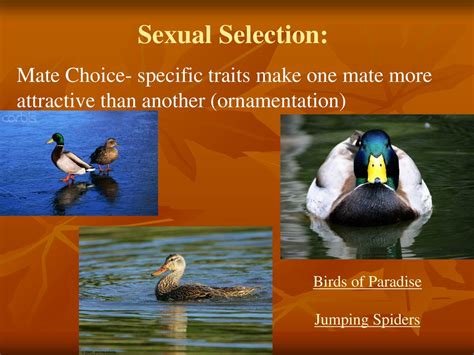 Adaptations Any Variation That Aids In An Organisms Chances Of Survival In Its Environment Ppt