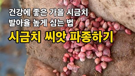 건강에 좋은 가을 시금치 파종 들깨와 가지 걷어낸 자리에 시금치 파종하기 발아율 높게 심는 방법 Youtube