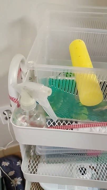 망고라바치킨 Youtube