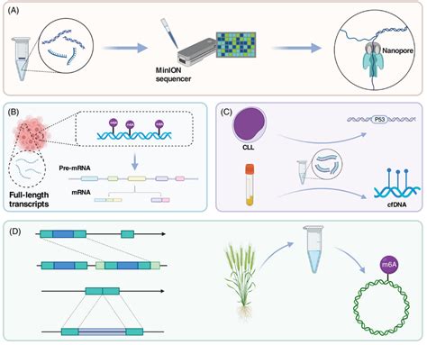 Nanopore Sequencing For The Detection Of Cancer And Plant Genomes The