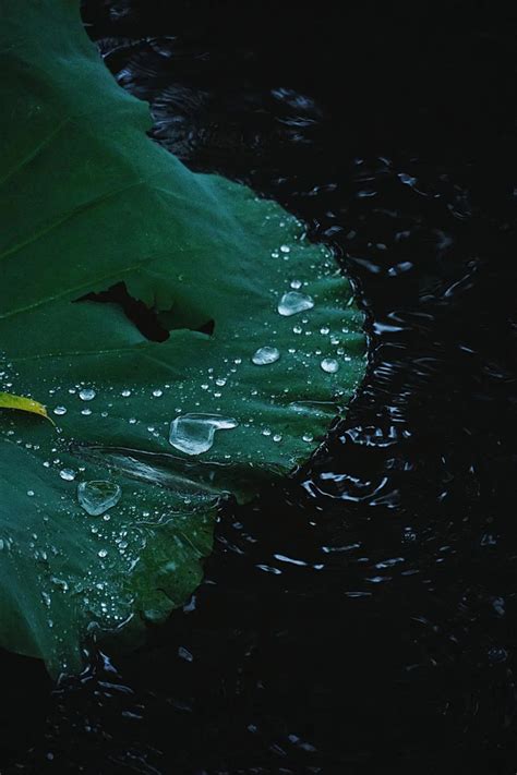 梅雨季接天莲叶雾失楼台
