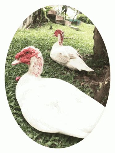 Duck Goose  Duck Goose Geese Discover And Share S