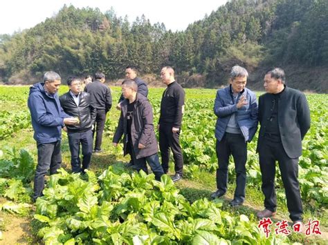 【稳增长 促发展 强信心】常德蔬菜专家跨省调研促榨菜产销对接手机新浪网