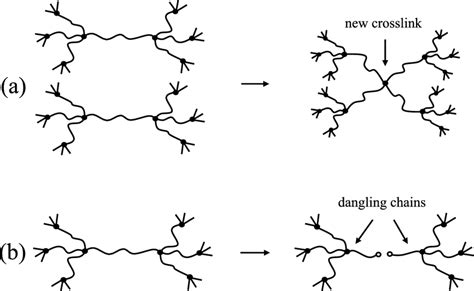 Schematic Representation Of A Crosslinking And B Random Chain Scission Download Scientific Diagram