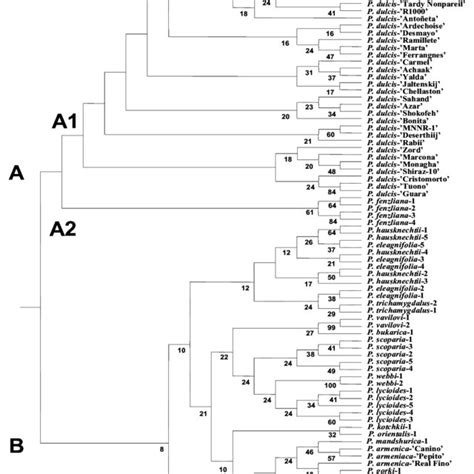 Schematic Representation Of Simple Sequence Repeats Ssr Random Download Scientific Diagram