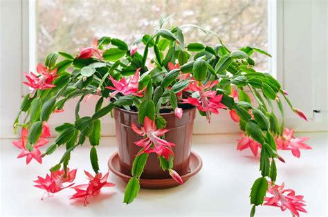 Easter Cactus Vs Christmas Cactus Is There A Difference A Z Animals