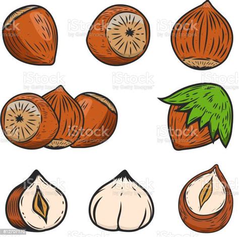 헤이즐넛 아이콘 세트 흰색 배경에 고립 레이블 상징 기호 포스터 디자인 요소입니다 벡터 일러스트입니다 0명에 대한 스톡 벡터 아트 및 기타 이미지 Istock