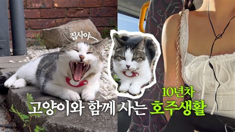 고양이와 함께 사는 호주생활 브이로그 🇦🇺 I 브리즈번 일상 브이로그 호주살이 10년차 디자이너의 호주일상 호주 시골에서 일하고 밥먹고 운동하는 한국여자의 호주 일상