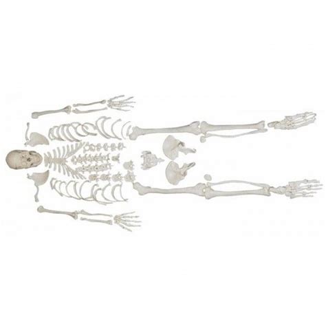 Disassembled Human Skeleton Model Mediprem