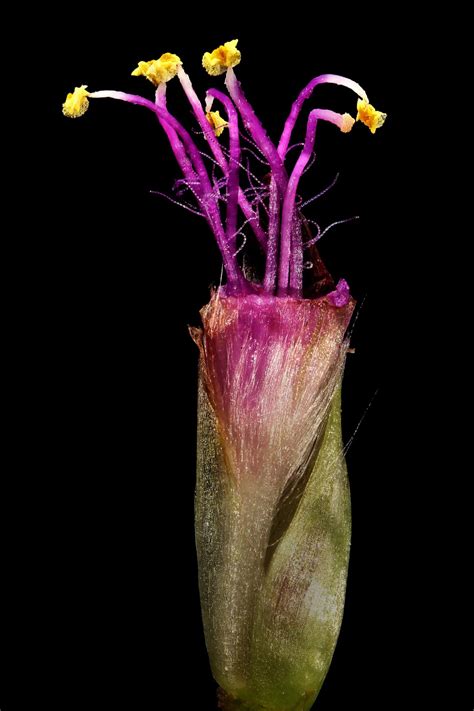 Naked Flora Maria Fernanda Cardoso Artist