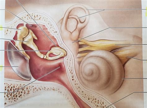 Auditory Ossicles In Tympanic Cavity Diagram Quizlet