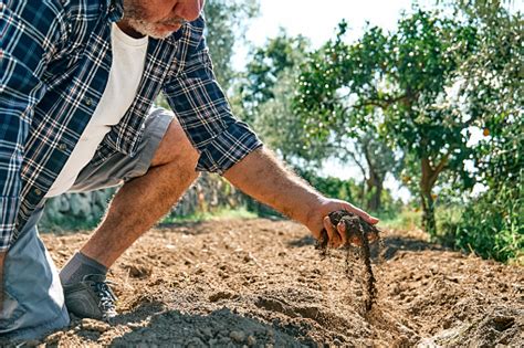농부는 식물 묘목을 키우거나 밭에 씨앗을 뿌리기 전에 토양 건강을 확인합니다 비옥 한 토양을 들고있는 남성 손 농업 유기 원예 심기 또는 생태학 개념 60 64세에 대한