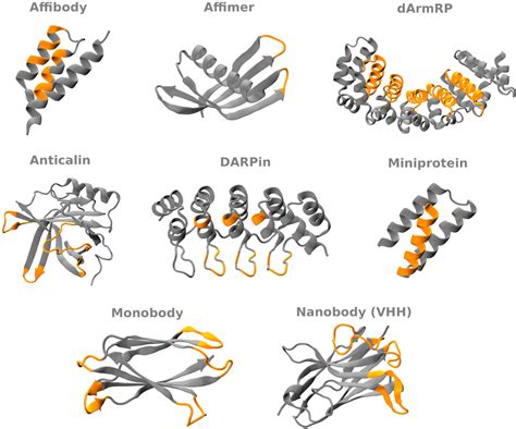 Protein Structure Scaffolds Of The Main Antibody Mimetics Structures Download Scientific