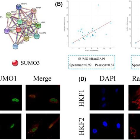 Sumos And Rangap1 Are Related In Keloids A The String Database