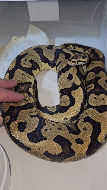 My Most Anticipated Clutches Are Almost Here🤞 Pythonregius Ballpython Royalpythons Exotics