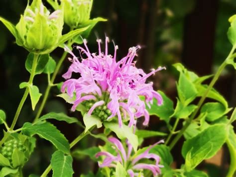 美国薄荷有几种颜色种植植物可以生长多高 花海建设 长景园林网