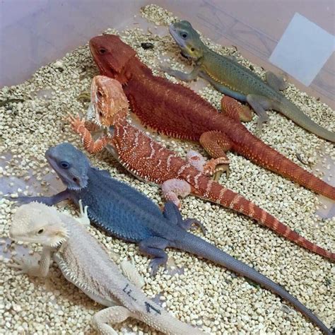 Top 21 Stunning Types Of Bearded Dragons With Images Reptileszilla
