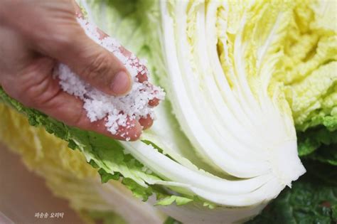 배추절이기 배추절이는 시간