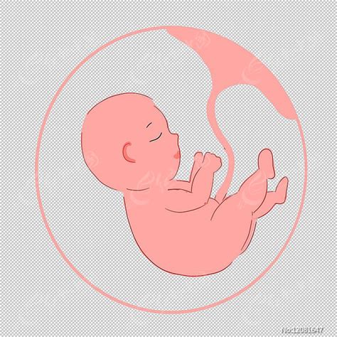 胎儿怀孕子宫图片下载 红动中国
