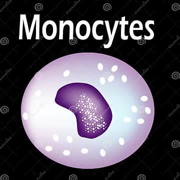 Estrutura Do Monócito Células Sanguíneas De Monócitos Imunidade De Glóbulos Brancos Leucócito
